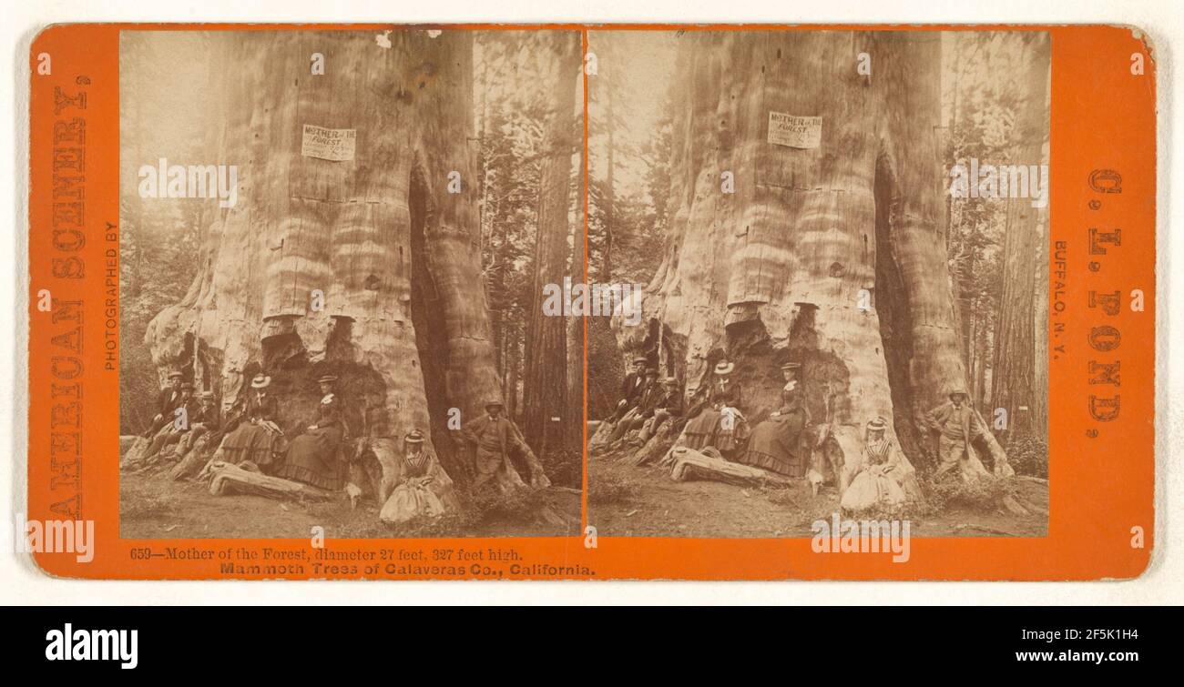 Mother of the Forest, diameter 27 feet, 327 feet high. Mammoth Trees of ...