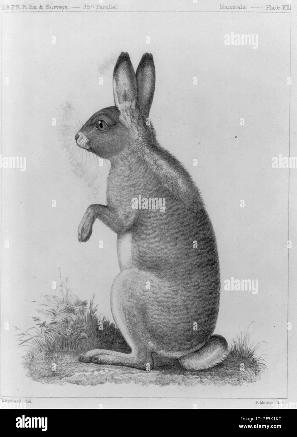 Rabbit standing on hind legs hi-res stock photography and images - Alamy