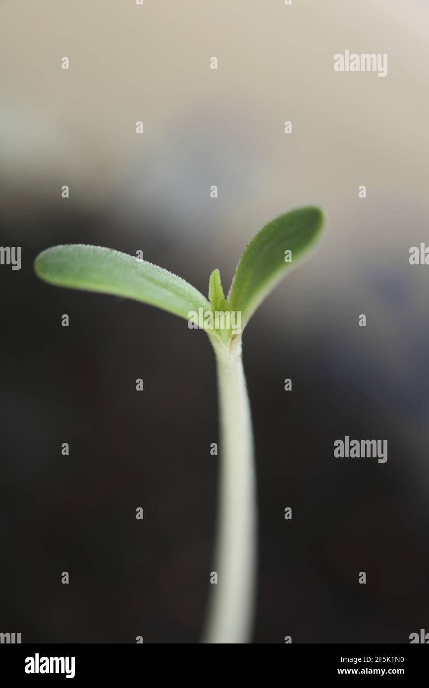 Marihuana plant first leaves cotyledon opening close up modern ...