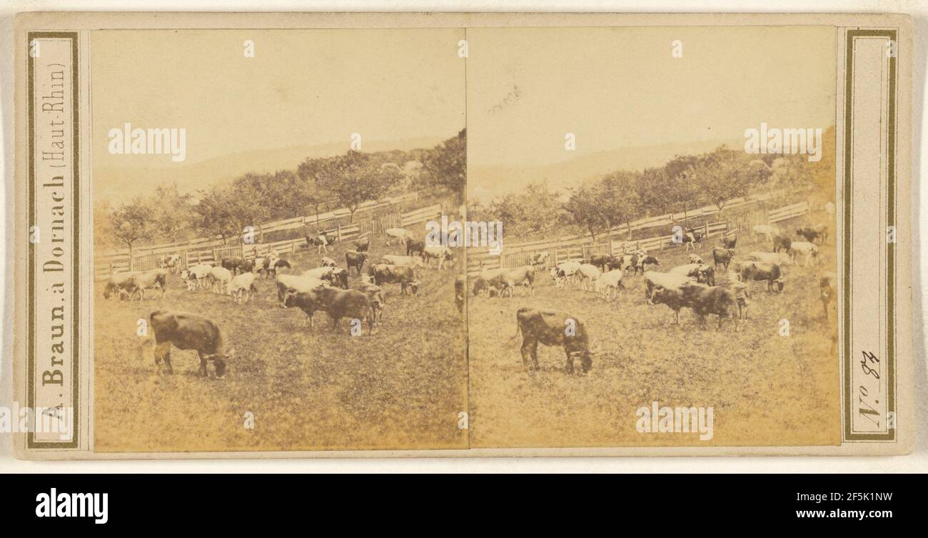 Pastoral scene with cattle. Adolphe Braun (French, 1812 - 1877 Stock ...