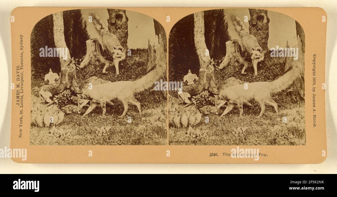 The Silver Gray Fox Stock Photo - Alamy