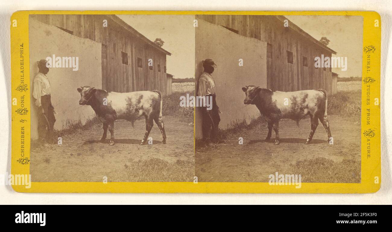 Black man holding a cow. Schreiber & Sons Stock Photo - Alamy