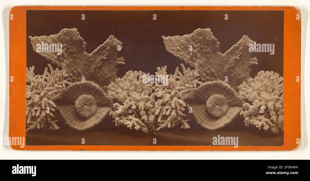Corals. J.C. Moulton (American, 1824 - 1914, active Fitchburg ...