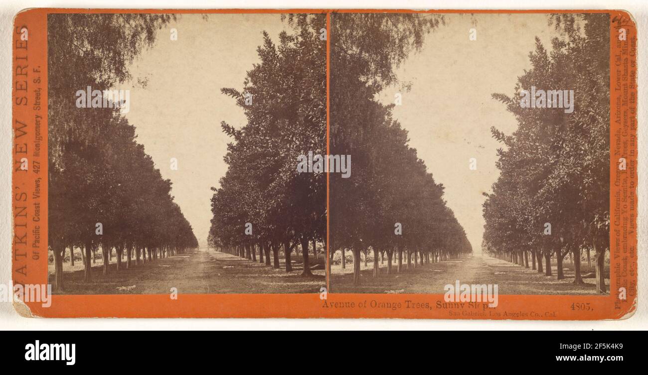 Avenue of Orange Trees, Sunny Slope. San Gabriel, Los Angeles Co., Cal ...