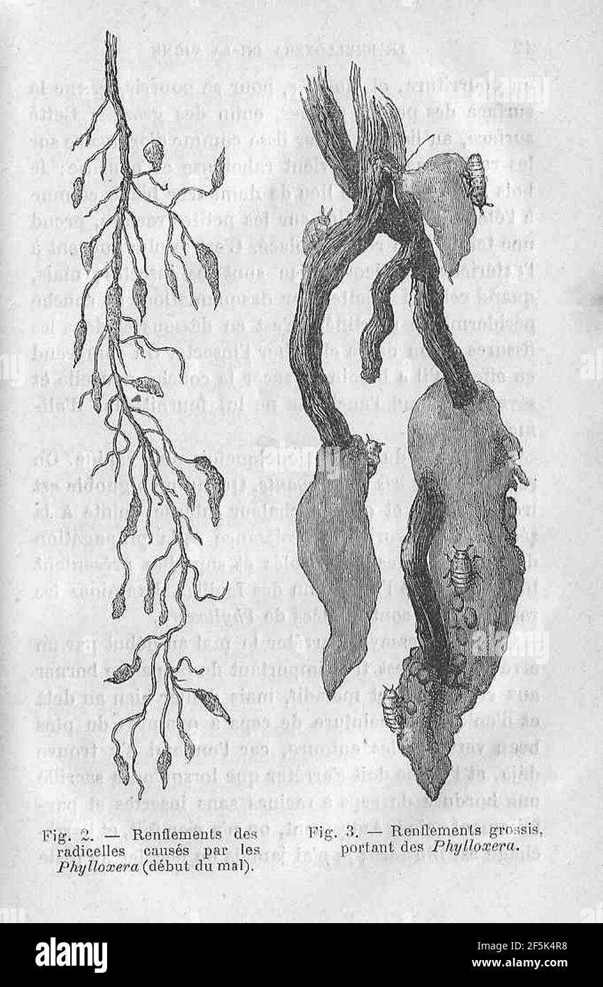 Radicelles hi-res stock photography and images - Alamy