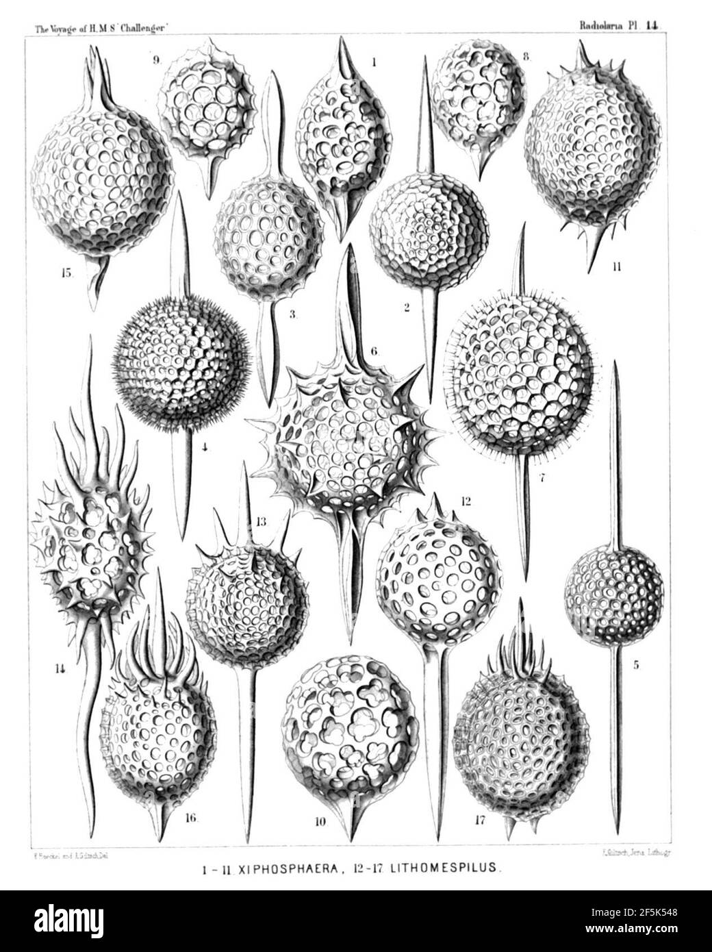 Radiolaria (Challenger) Plate 014 Stock Photo - Alamy