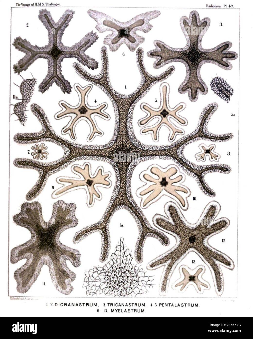 Radiolaria High Resolution Stock Photography and Images - Alamy