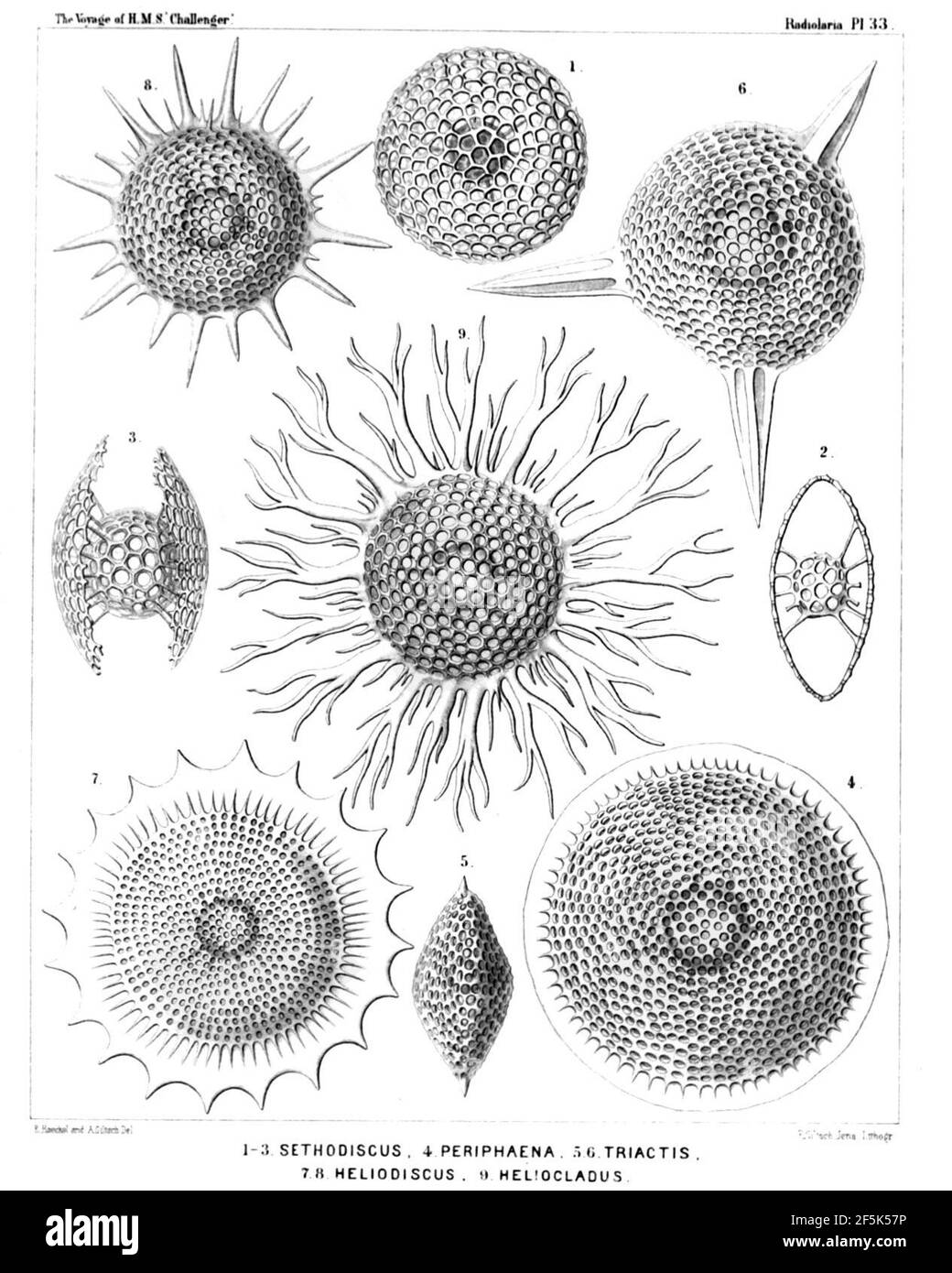 Radiolaria Cut Out Stock Images & Pictures - Alamy