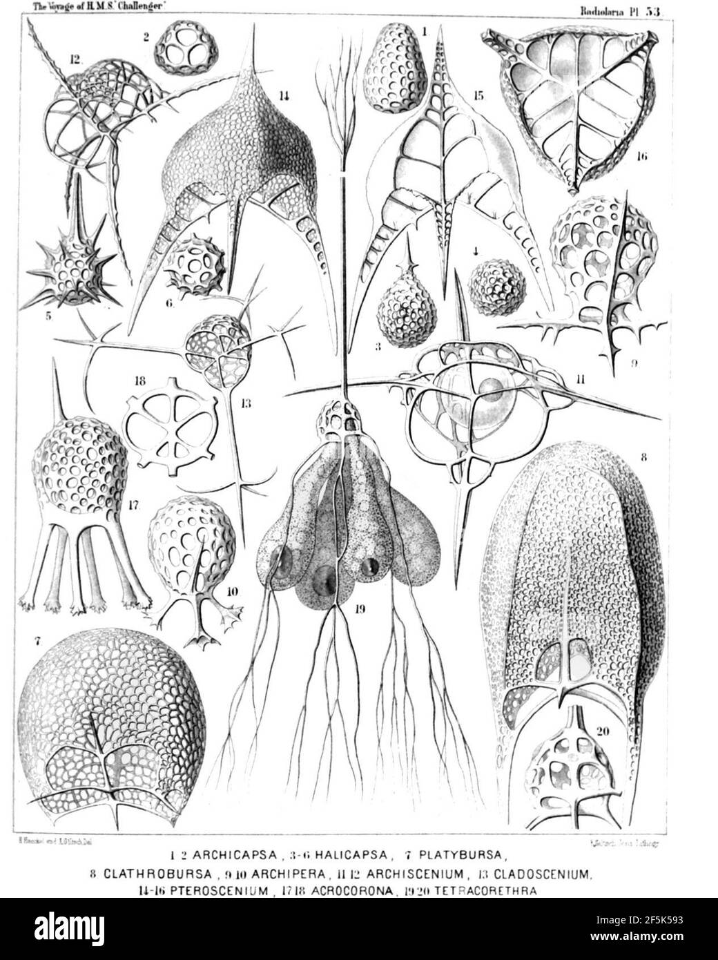 Radiolaria (Challenger) Plate 053 Stock Photo - Alamy
