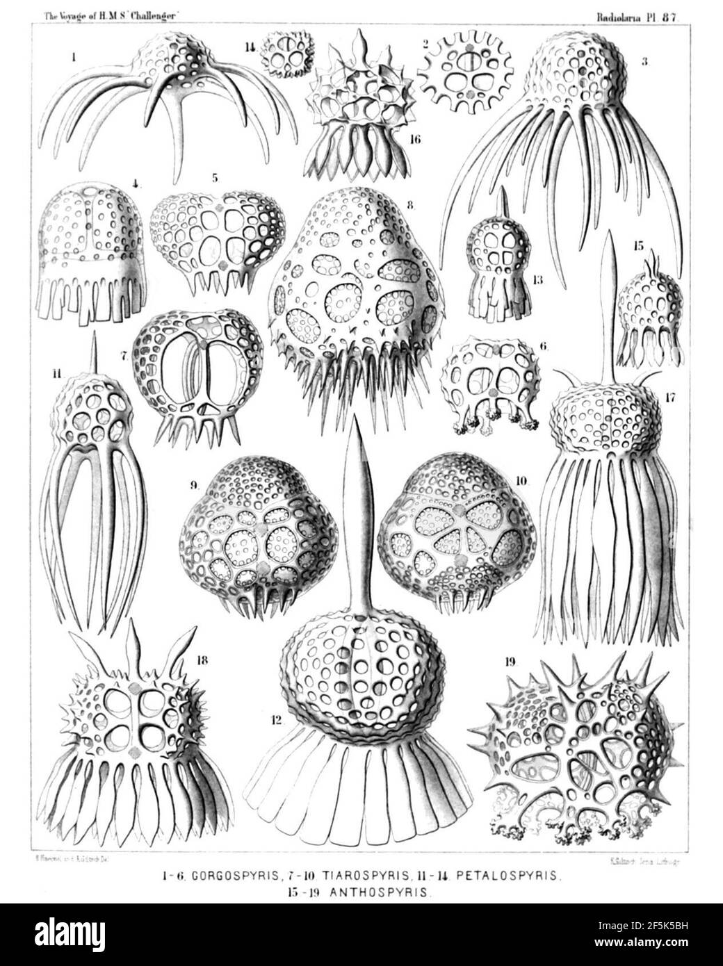 Radiolaria Black and White Stock Photos & Images - Alamy