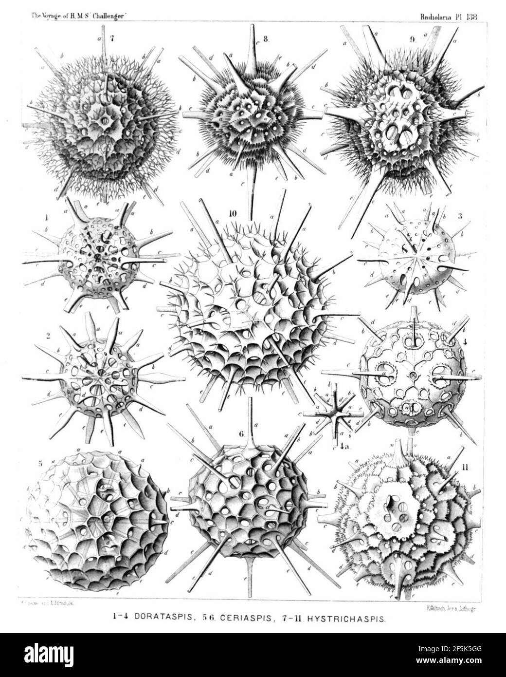 Radiolaria hi-res stock photography and images - Alamy