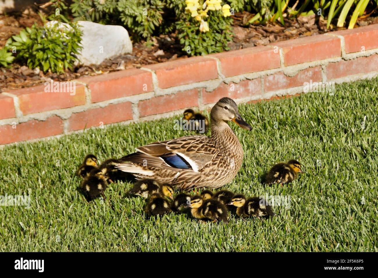Female (hen) mallard duck with ducklings in backyard of Southern ...