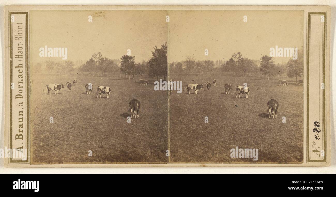 Braun cows hi-res stock photography and images - Alamy