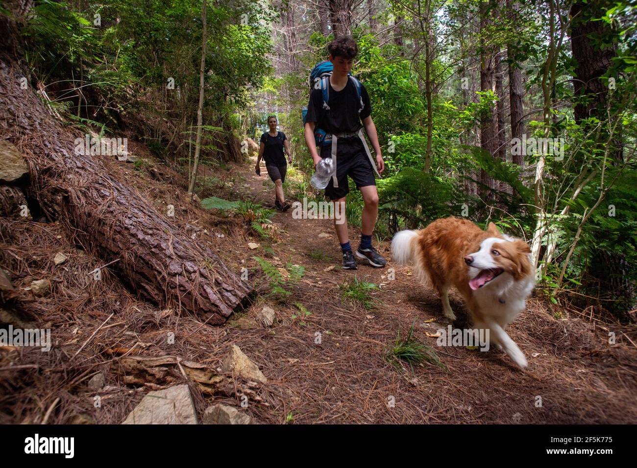Nydia Track with a dog, Kaiuma Bay to Duncan Bay, Marlborough, New ...