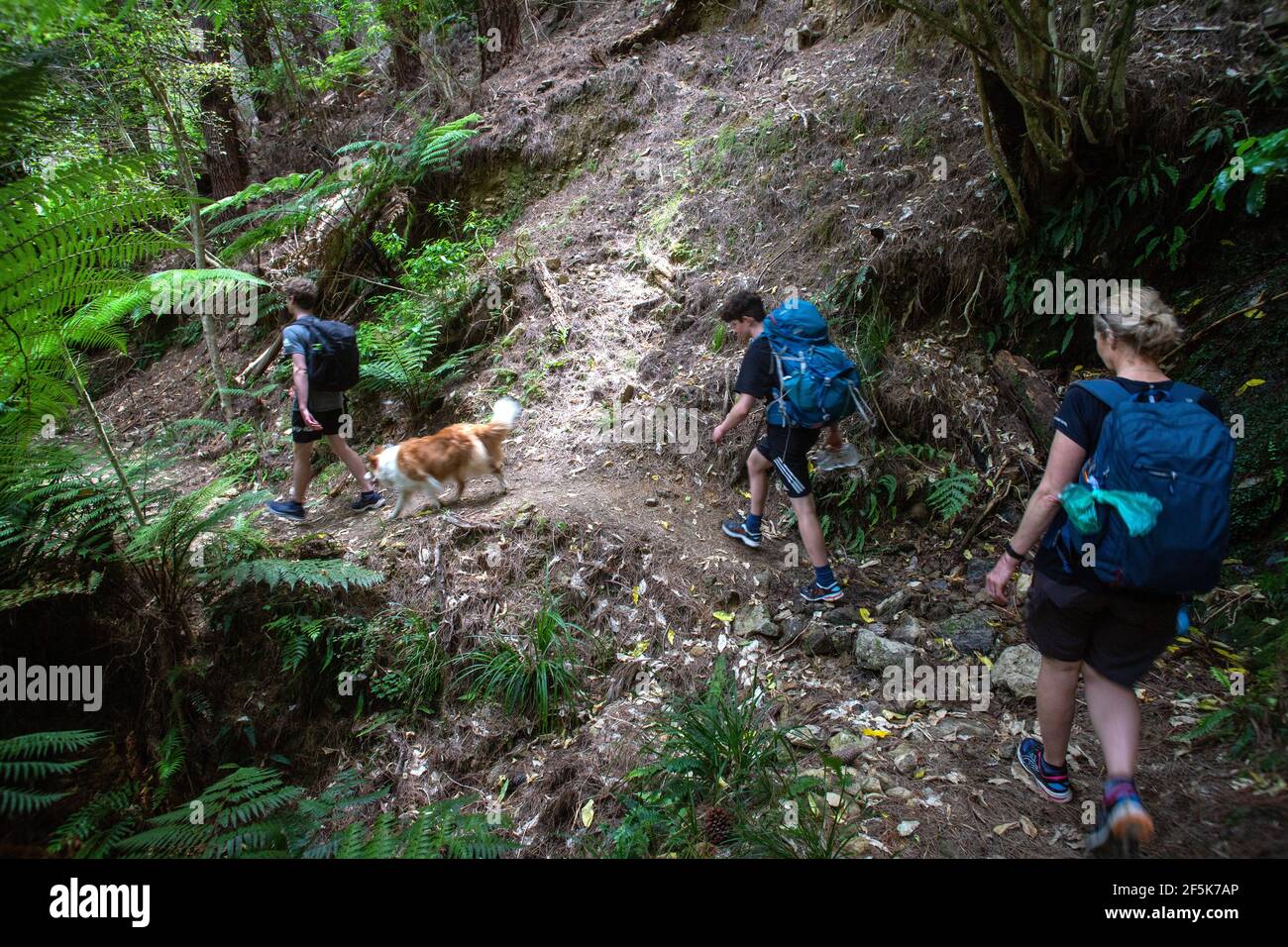 Nydia Track with a dog, Kaiuma Bay to Duncan Bay, Marlborough, New ...