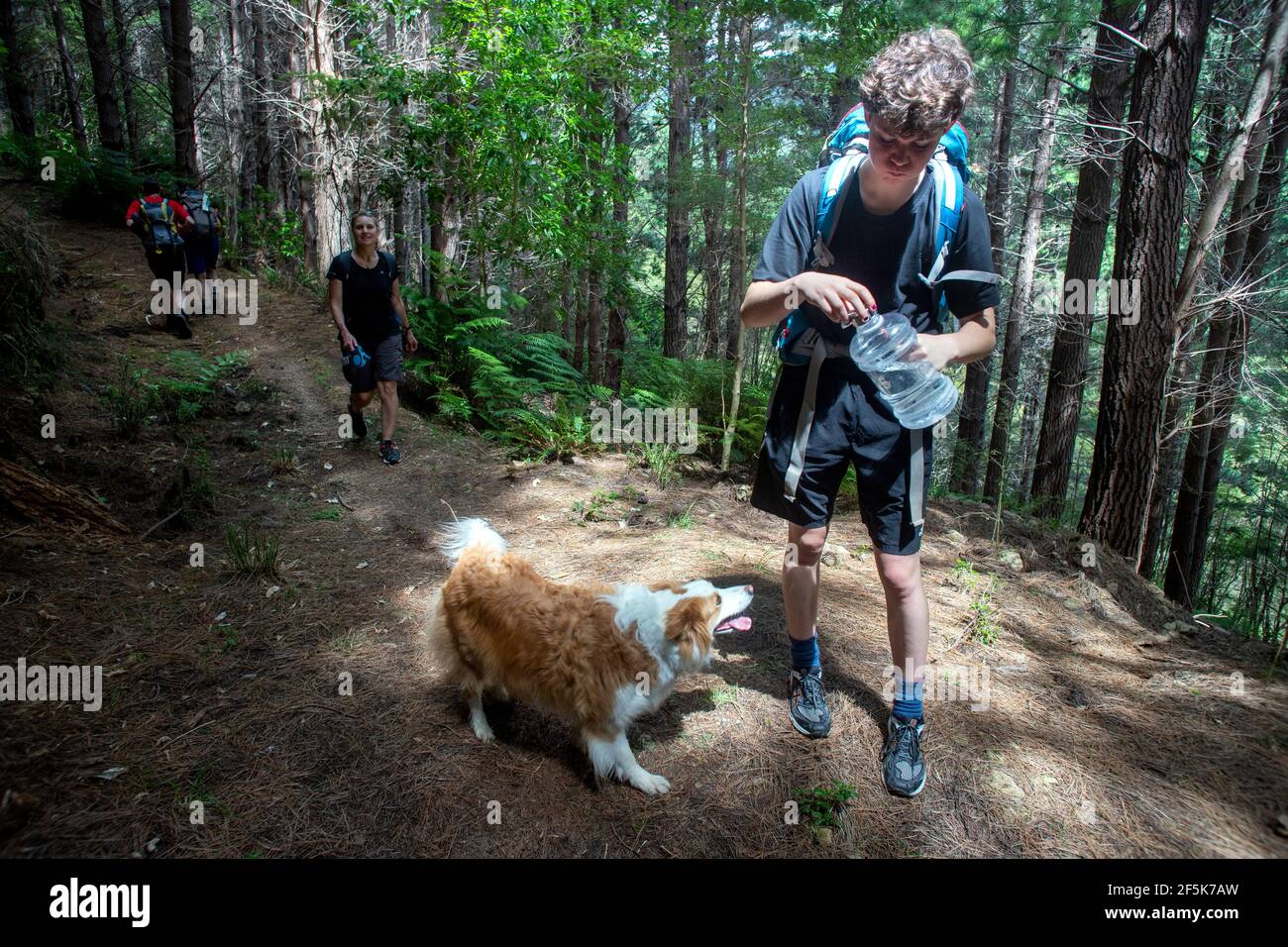Nydia Track with a dog, Kaiuma Bay to Duncan Bay, Marlborough, New ...