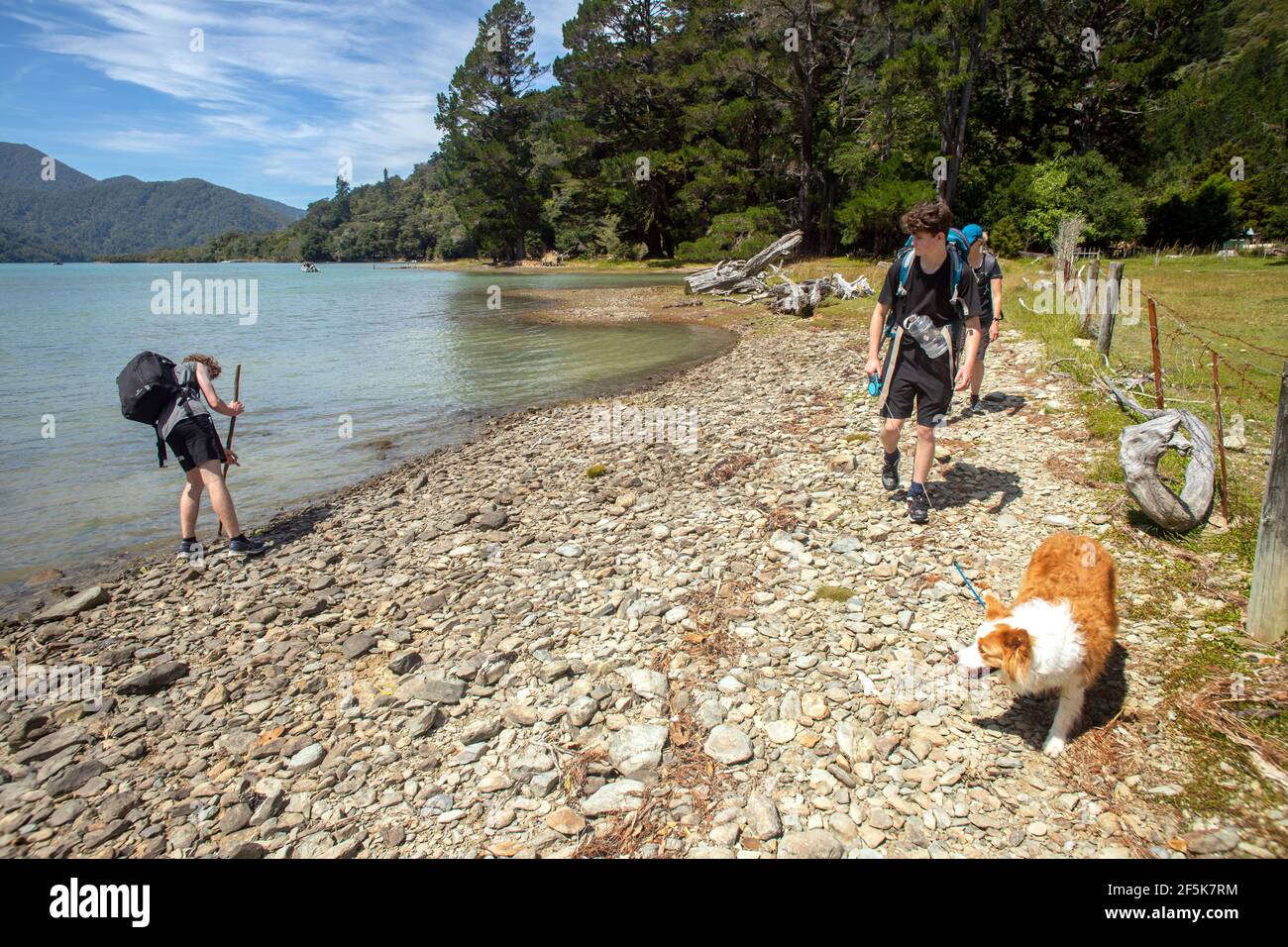 Nydia Track with a dog, Kaiuma Bay to Duncan Bay, Marlborough, New ...