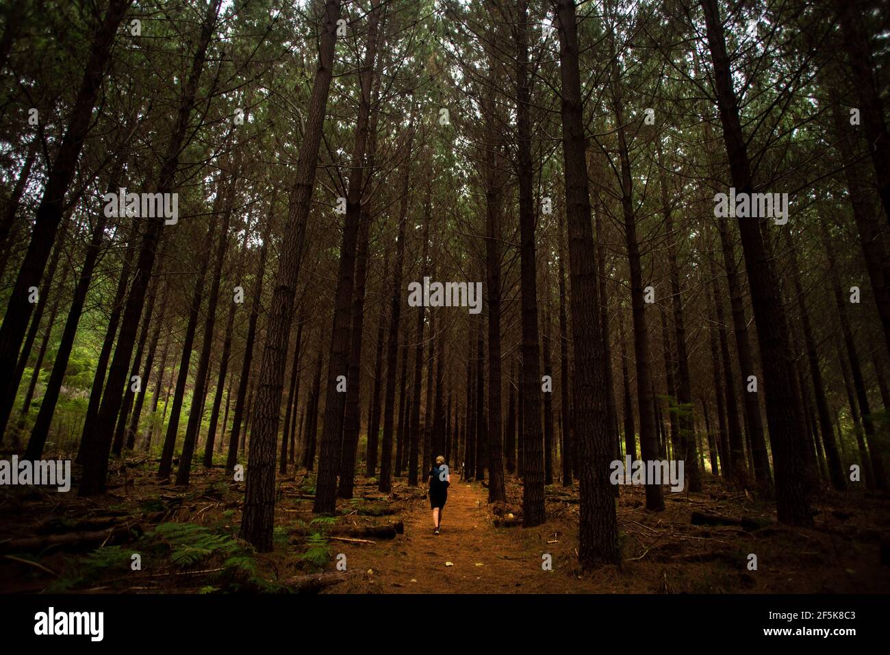 Nydia Track with a dog, Kaiuma Bay to Duncan Bay, Marlborough, New ...