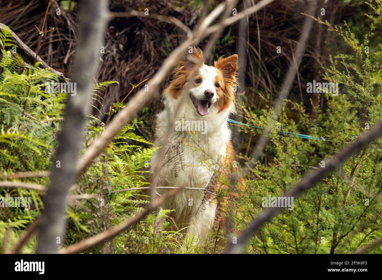 Nydia Track with a dog, Kaiuma Bay to Duncan Bay, Marlborough, New ...