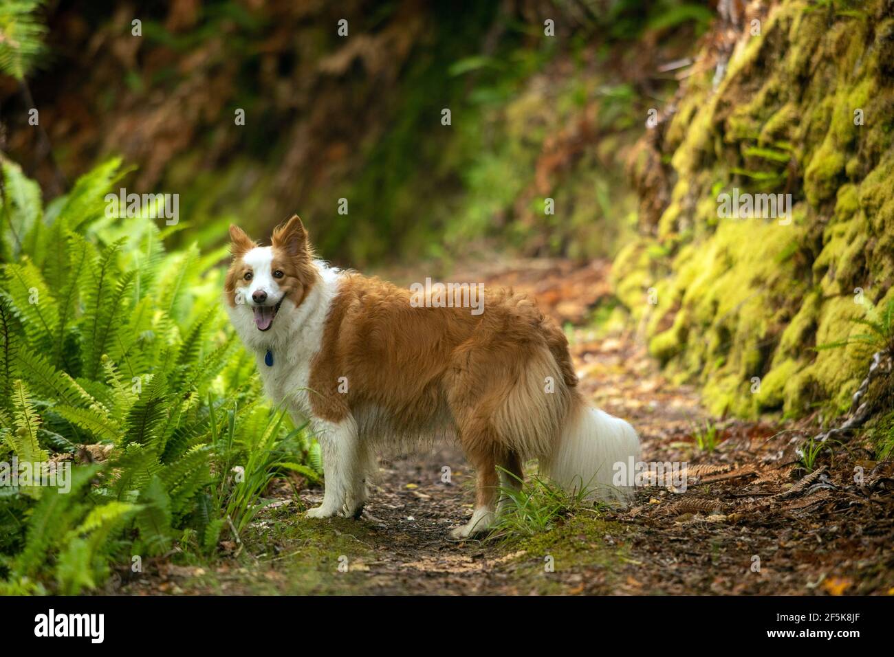 Nydia Track with a dog, Kaiuma Bay to Duncan Bay, Marlborough, New ...