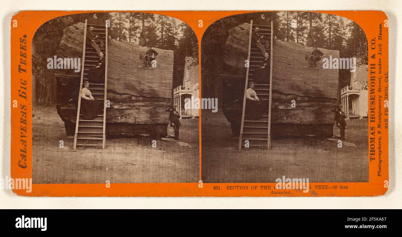 Section of the Original Big Tree - 30 feet diameter.. Thomas Houseworth ...