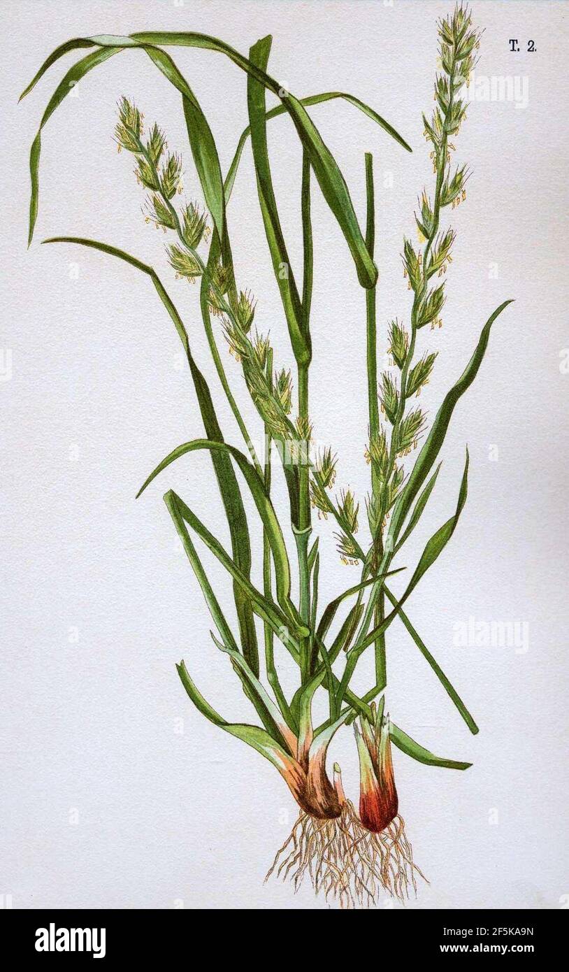 Raigras hi-res stock photography and images - Alamy