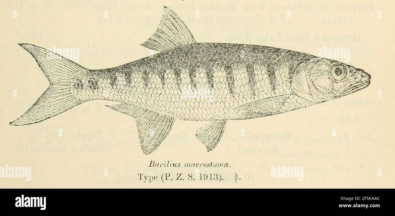 Raiamas hi-res stock photography and images - Alamy