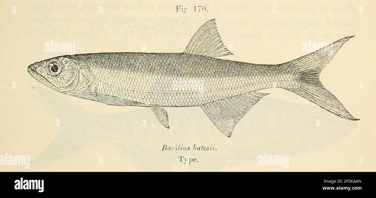 Raiamas hi-res stock photography and images - Alamy