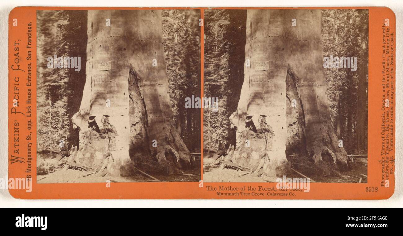 The Mother of the Forest, 327 feet, Mammoth Tree Grove, Calaveras Co ...