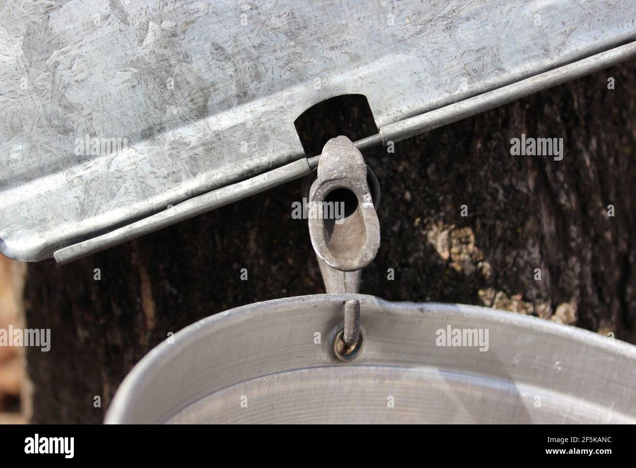 Grove of maple trees hi-res stock photography and images - Alamy