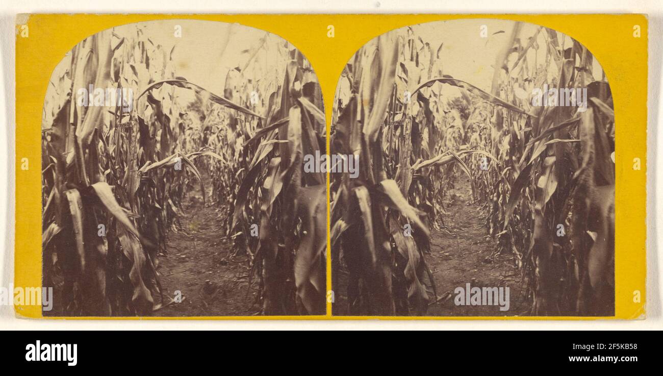 American cornfield hi-res stock photography and images - Alamy