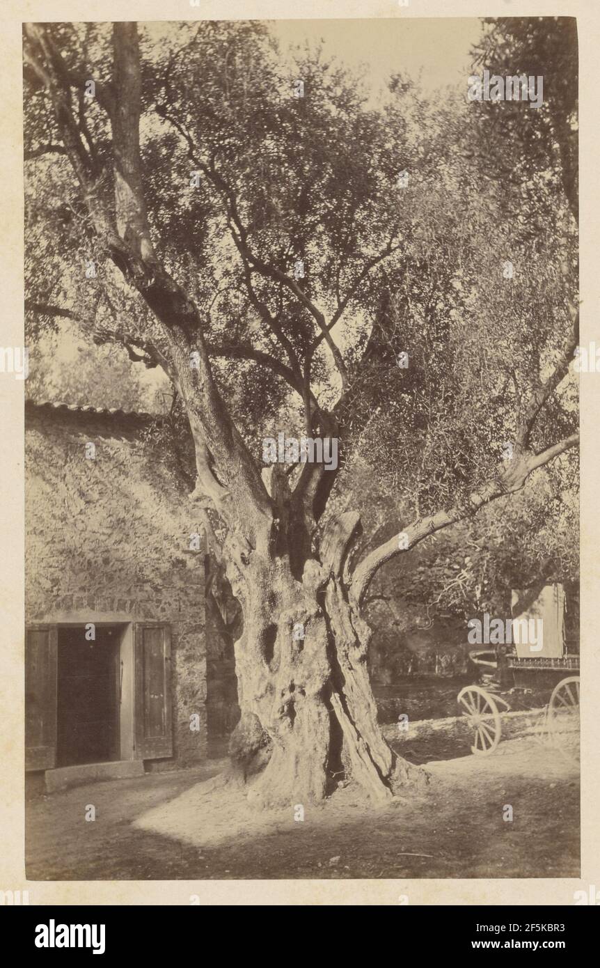 Tree. Louis-Alphonse Davanne (French, 1824 - 1912 Stock Photo - Alamy