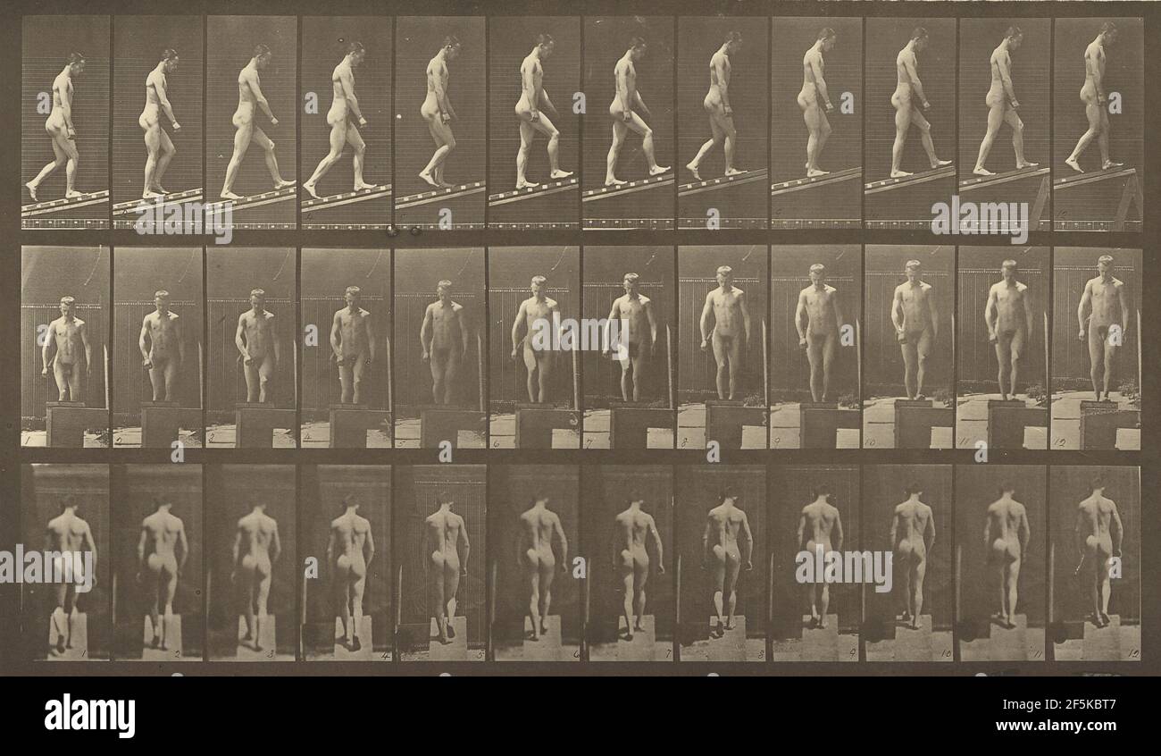 Eadweard muybridge animal locomotion hi-res stock photography and ...