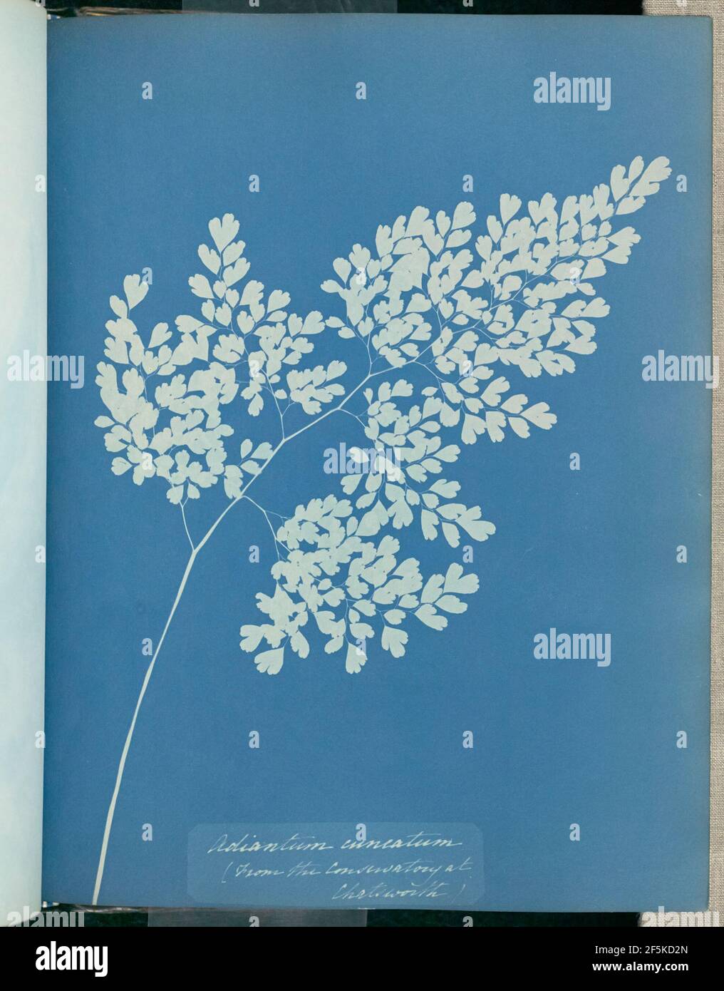 Adiantum cuneatum hi-res stock photography and images - Alamy