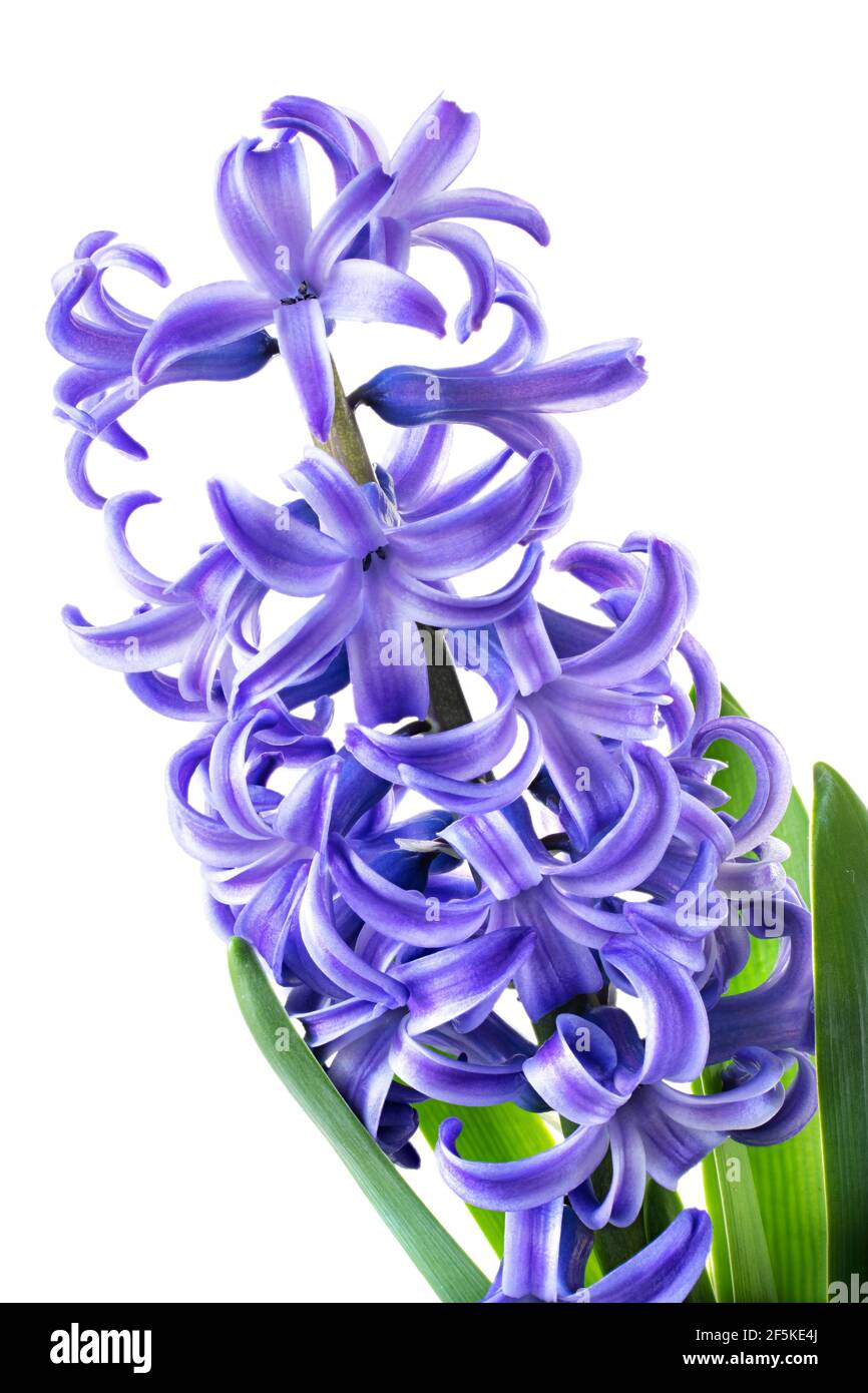 Flower hyacinth violet color close-up on a white background Stock Photo ...