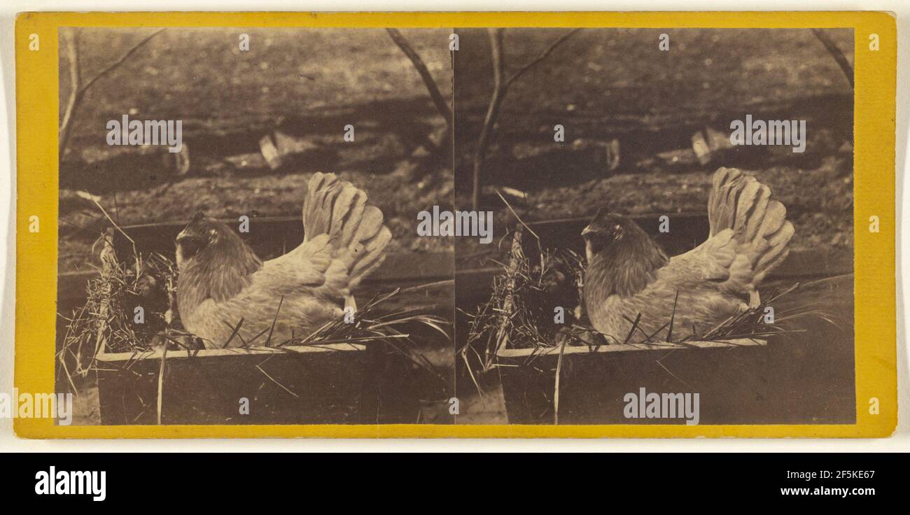 The Hen on Her Nest.. Edward and Henry T. Anthony & Co. (American ...