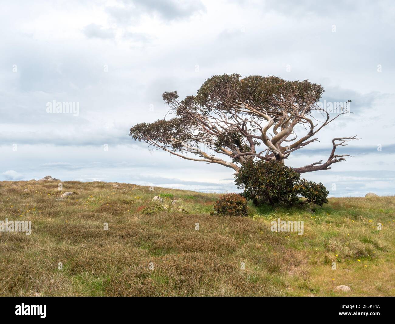 Mount Stirling Summit Tree. Estimated to be over 300 years old. Mount ...
