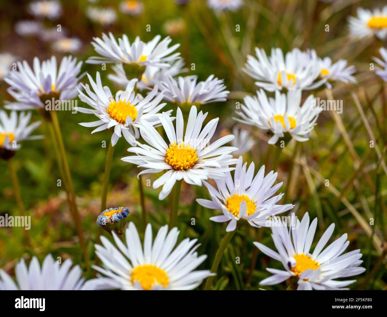 White alpine hi-res stock photography and images - Alamy