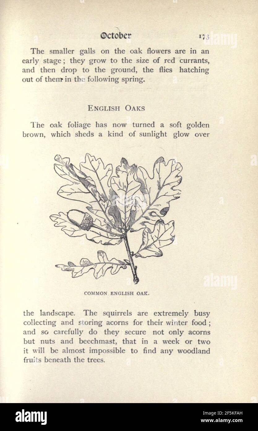 Rambles with nature students (Page 173 Stock Photo - Alamy