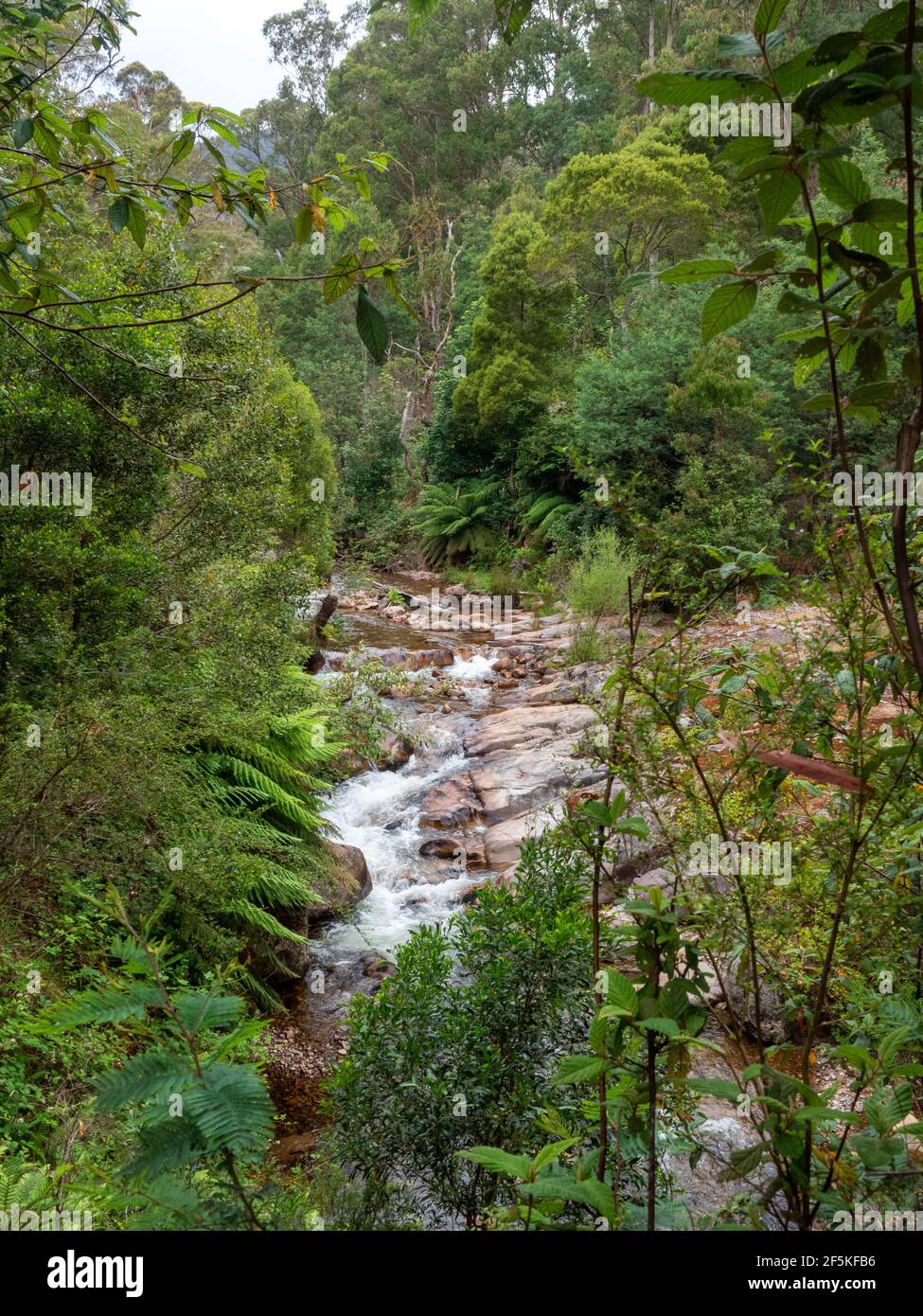 The Delatite River, Mirimbah Park, Victoria, Australia Stock Photo - Alamy