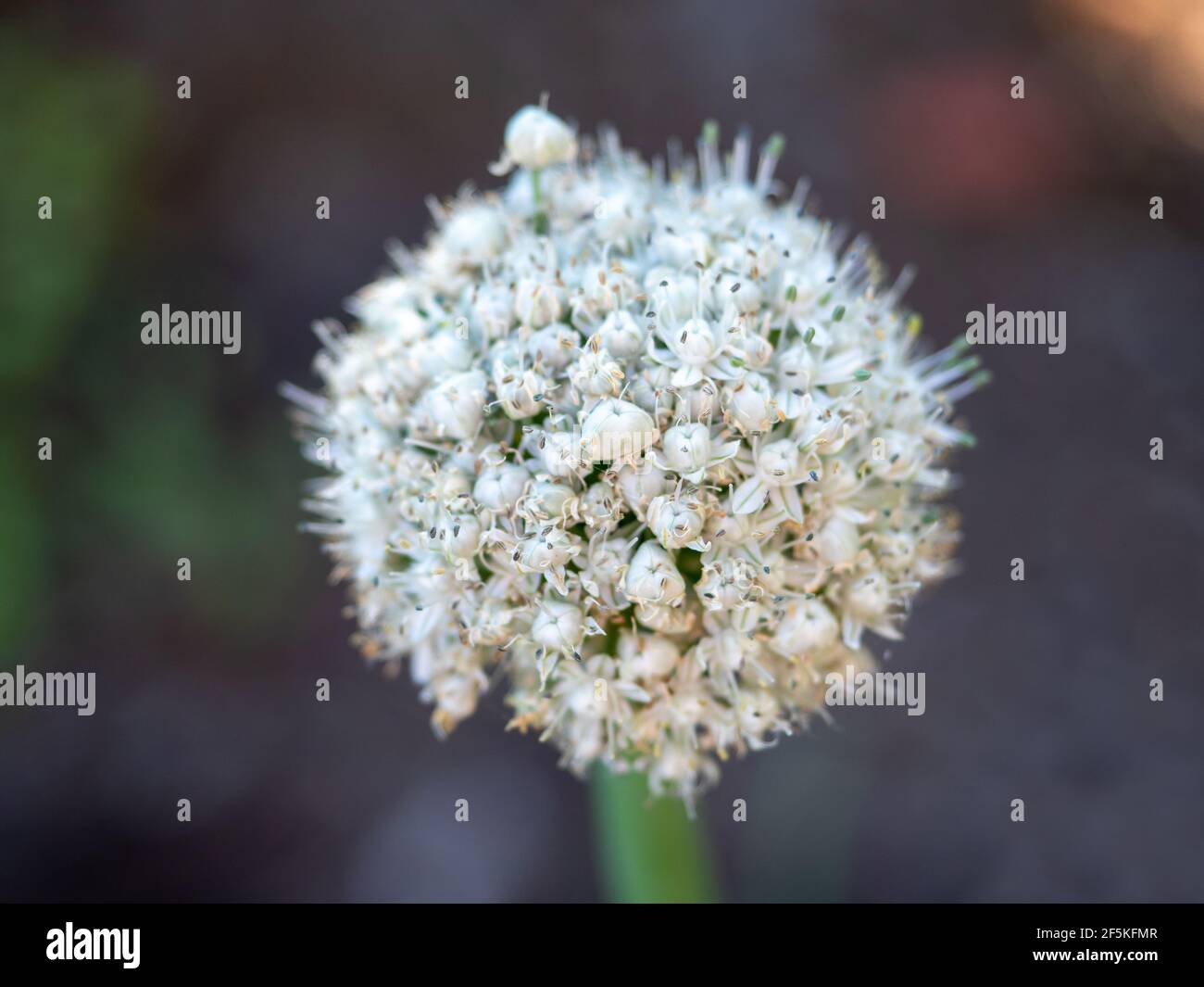 Onion seed flower hi-res stock photography and images - Alamy