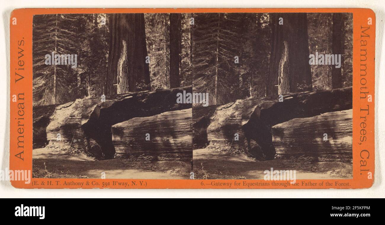 Gateway for Equestrians through the Father of Forest. Mammoth Trees ...