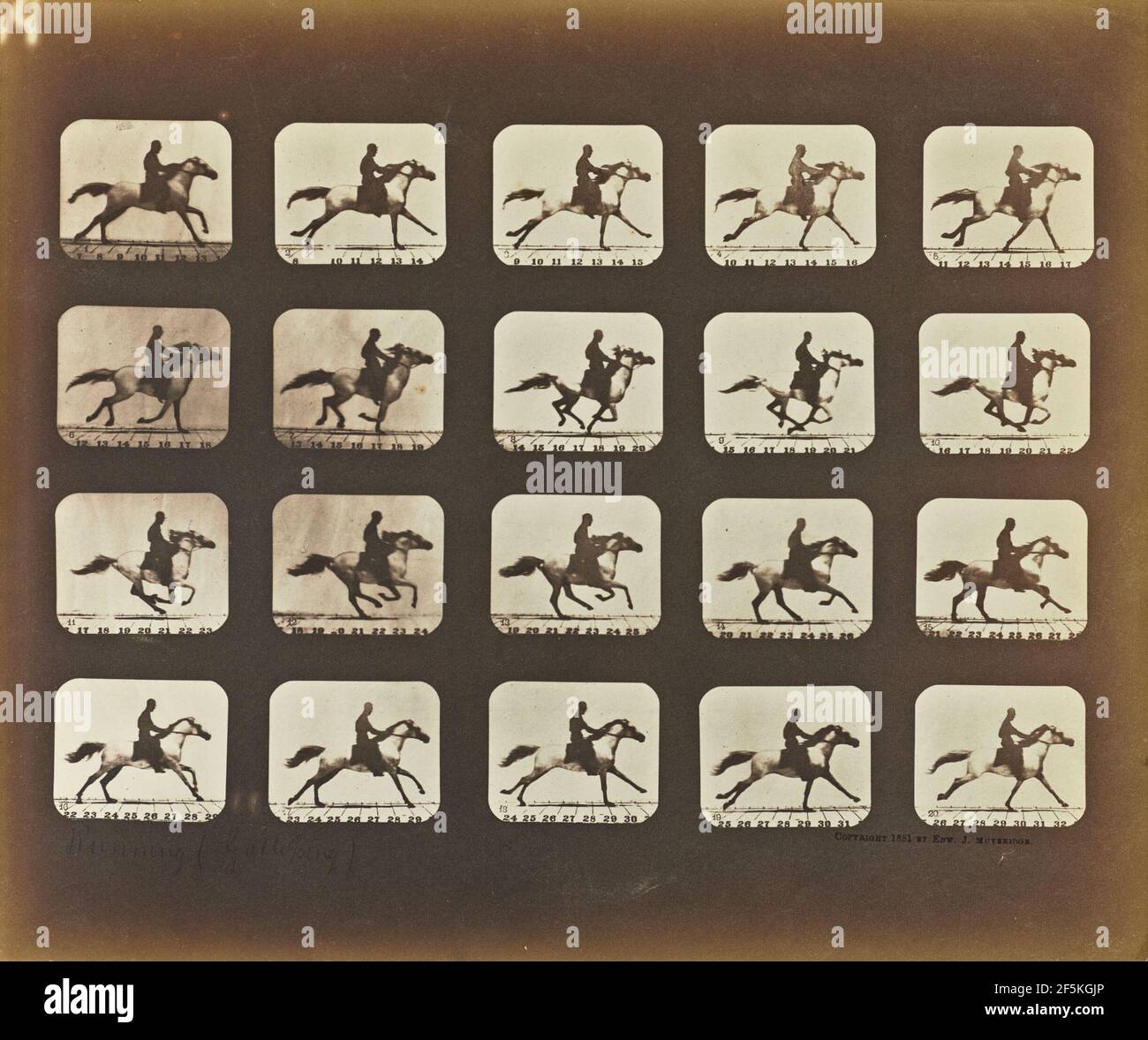 Running (Galloping). Eadweard J. Muybridge (American, born England ...