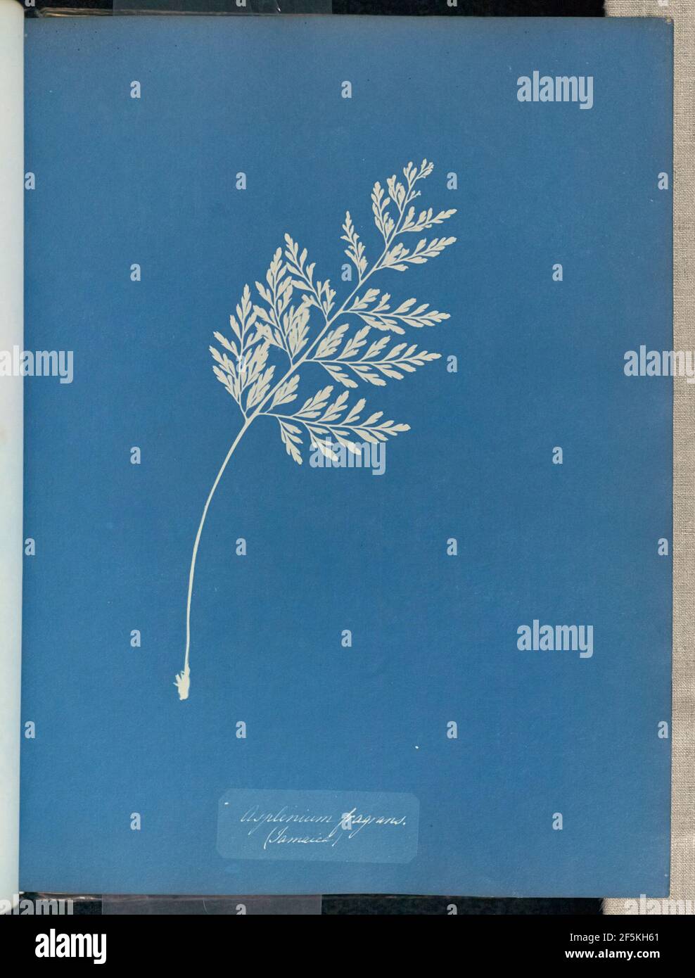 Asplenium fragrans hi-res stock photography and images - Alamy