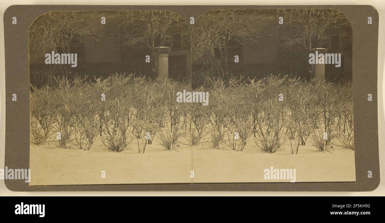 Small barren trees. D.J. Lindsay (American, active 1880s Stock Photo ...