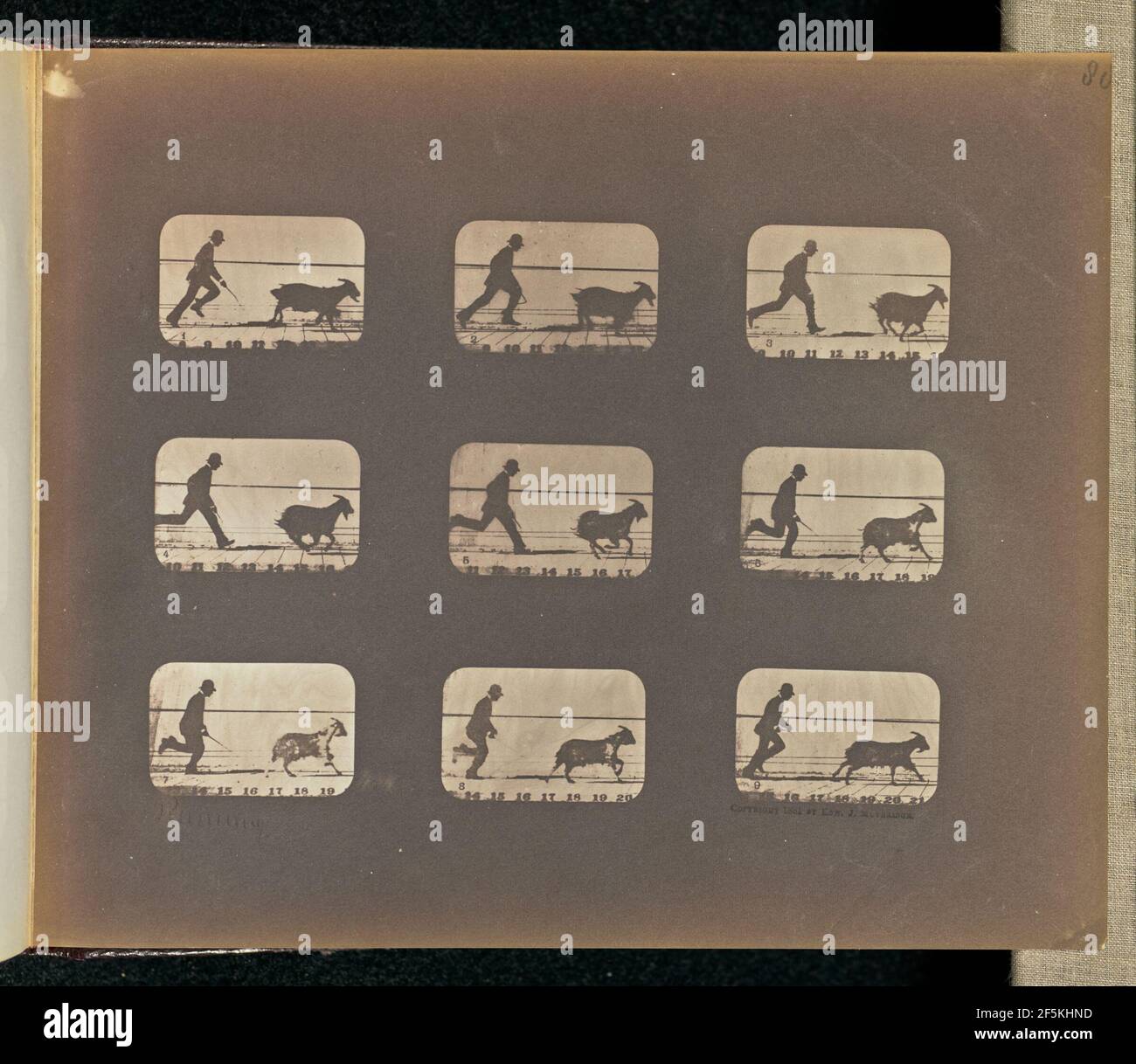 Running. Eadweard J. Muybridge (American, born England, 1830 - 1904 ...