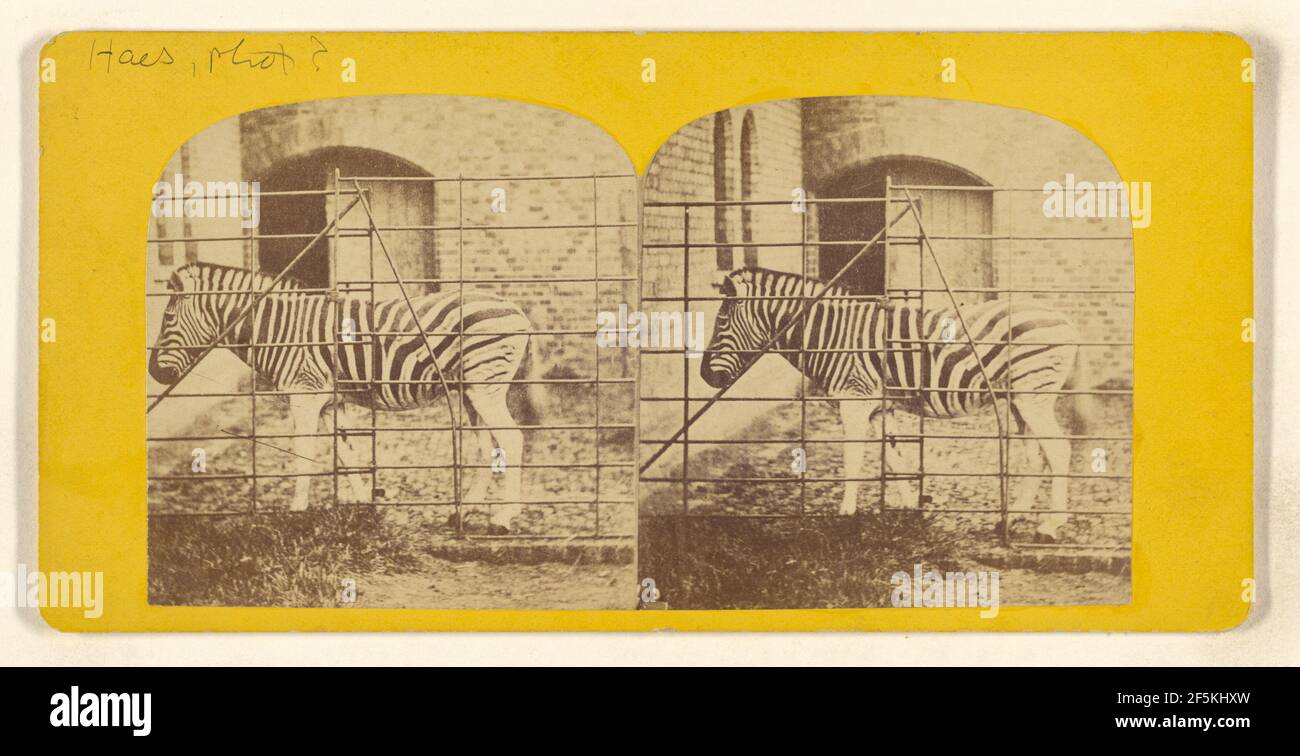Zebra. Attributed to Frank Haes (English, 1833 - 1916 Stock Photo - Alamy
