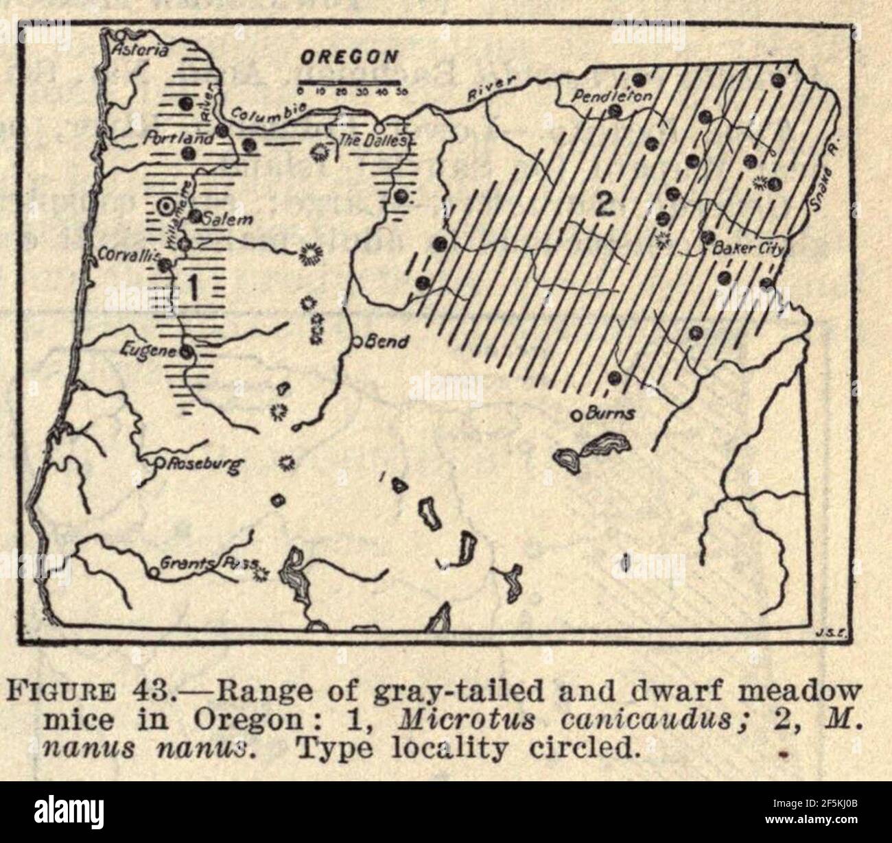 Range of gray-tailed and dwarf meadow mice in Oregon Stock Photo - Alamy