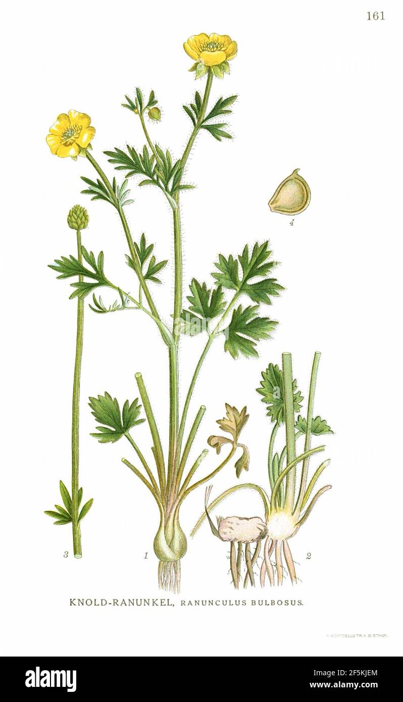 Ranunculus bulbosus (Billeder af nordens flora 1917ff., v1 161 Stock ...