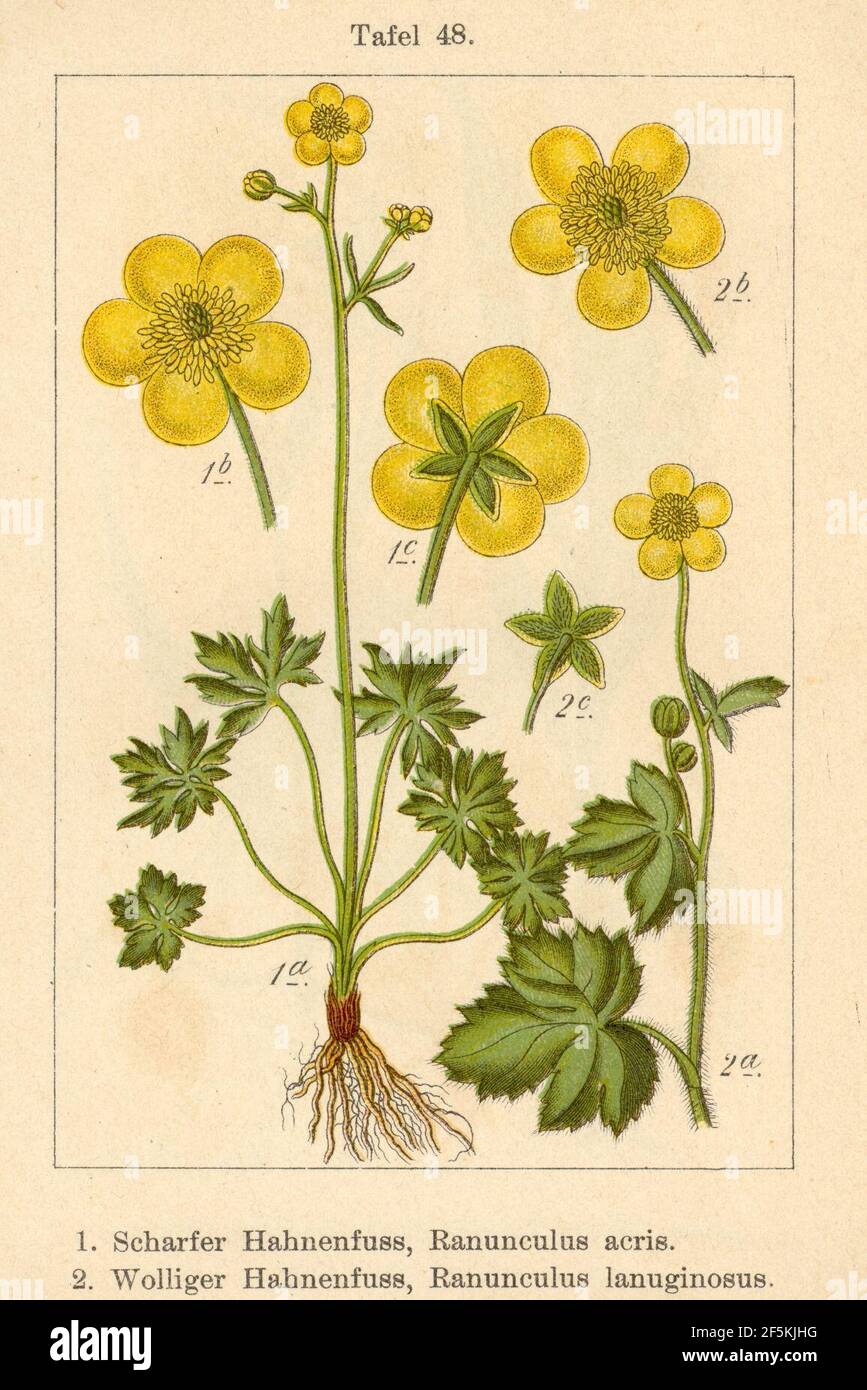 Ranunculus spp Sturm48 Stock Photo - Alamy